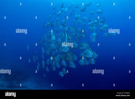 School Of Fish Orbicular Batfish Circular Batfish Orbiculate Batfish
