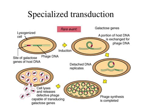Ppt Microbial Genetics Powerpoint Presentation Free Download Id