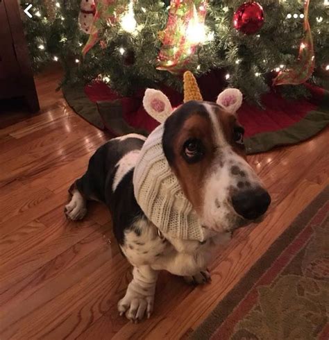 14 Hilarious Basset Hound Pics You Won T Forget Artofit