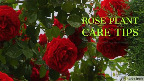 Rose Plant Care Tips Tricks Roseplantcare Keralaherbalcare Youtube