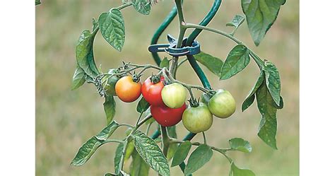 Върхът на доматите се маха Български Фермер