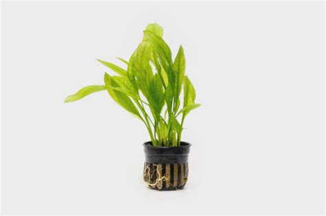 Echinodorus Amazonicus Nature Aquariums Usa