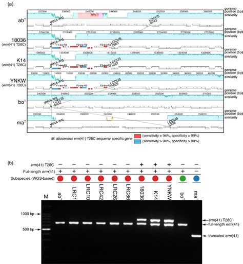 Visualization Of Lineage Specific Genomic Loci A A Progressivemauve Download Scientific