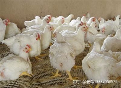 鸡支气管栓塞怎么治疗 鸡支气管栓塞怎么治疗见效快 肉鸡得了支气管栓塞怎么办 怎么治疗鸡的支气管栓塞呢 肉食鸡气管堵了怎么治疗 鸡喉气管炎怎么