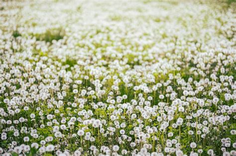 Gabriel Preda On Linkedin Kaggle Gemma Quantization Romanian