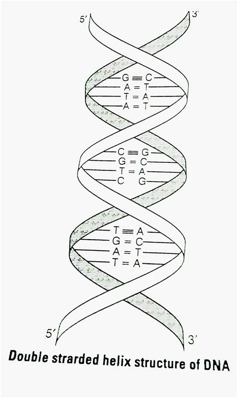 Dna Double Helix Structure