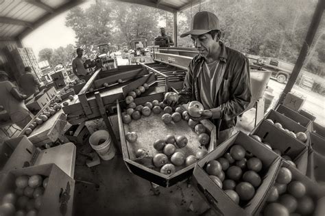 Grading Tomatoes Dan Routh Photography