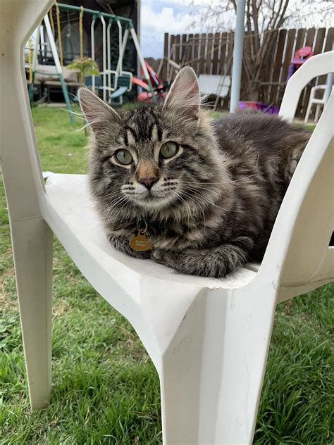 My Beautiful Fluffy She Passed Away Recently And I Miss Her Insanely Scrolller