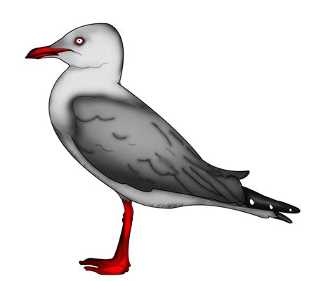 Seagull Photoshop Drawing By Suoarski12 On DeviantArt