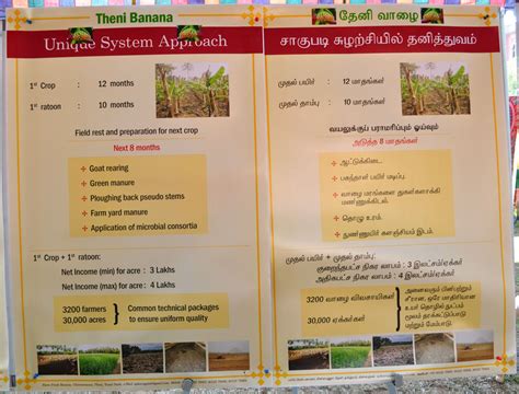 Tnau Training On Hightech Cultivation Practices For Banana