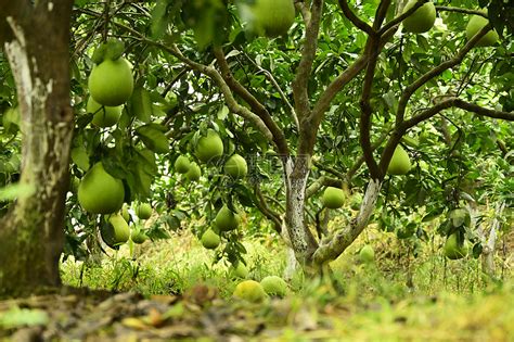 果园里长满果实的柚子树高清图片下载 正版图片506949640 摄图网