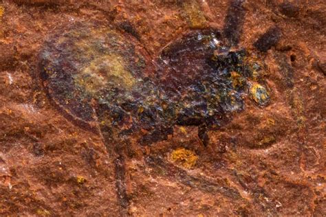 Exquisite Spider Fossils From Australia Offer Clues To Their Evolution Exquisite Spider Fossils From Australia Offer Clues To Their Evolution