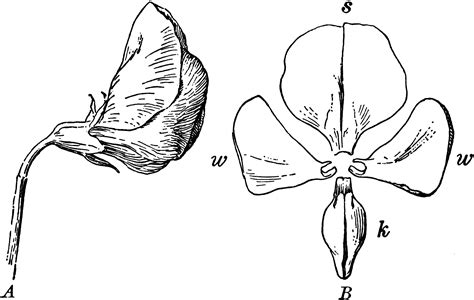 Printable Plant Diagram