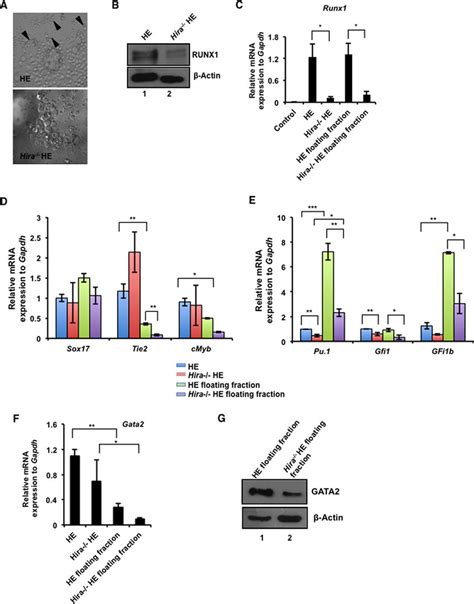 Hira Regulates Runx1 In Endothelial To Hematopoietic Transition A Es