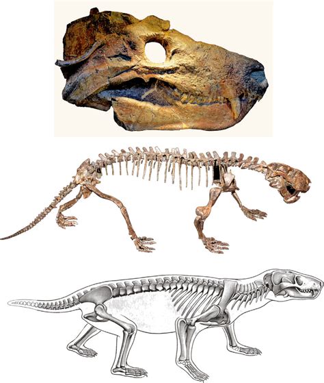 Triassic Mammals