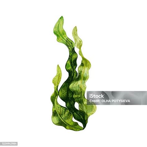 라미나리아 해초 흰색 배경에 고립 된 빈티지 부화 색상 그림 해초 조류에 대한 스톡 벡터 아트 및 기타 이미지 해초 조류 컷아웃 다시마 Istock