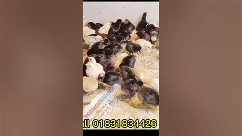 বোর্ডিং করার সঠিক নিয়ম Ronyagrokhamar টাইগার মুরগি Youtube