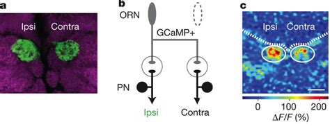 Figure Mapping Ignorance