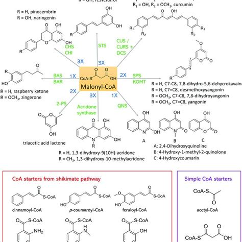 Pdf Engineered Biosynthesis Of Plant Polyketides By Type Iii Polyketide Synthases In