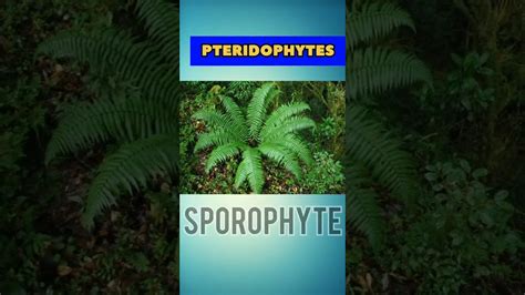 Bryophytes Vs Pteridophytes Neet Shorts Youtube