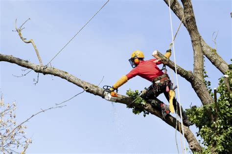 4 Reasons Of Hiring A Tree Removal Service Northern Tree Services