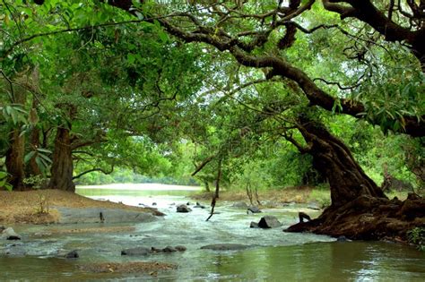 Tree Roots In Water Stock Image Image Of Water Surfacing