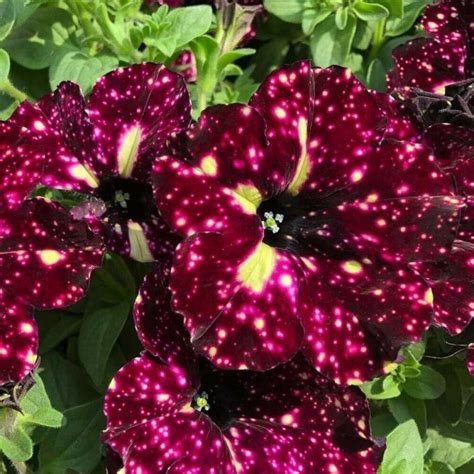 Петуния "Грозовое небо" от производителя. Petunia Lightning Sky купить ...