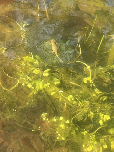 Kent Wildlife Trust Forum Toadspawn And Frogspawn In My Pond Today