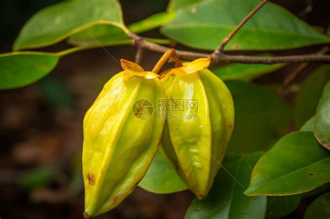 树上的杨桃高清图片下载 正版图片600308298 摄图网