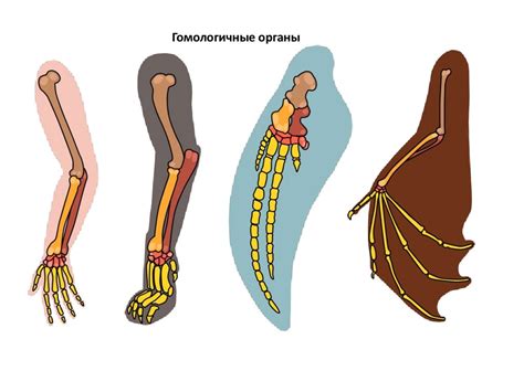 Доказательства эволюции Online Presentation