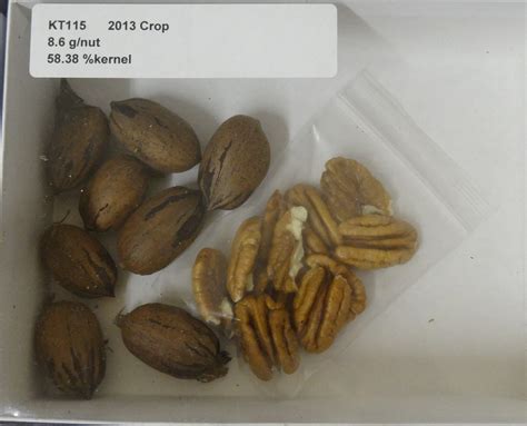 Pecan Pollination Chart General Fruit Growing Growing Fruit