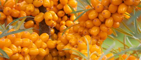 Høstet Havtorn Bornholm Bornholm