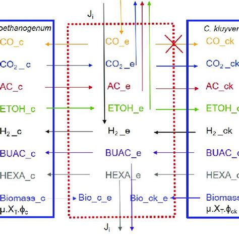 Dependencies Applied To The Multi Species Model To Describe Possible Download Scientific