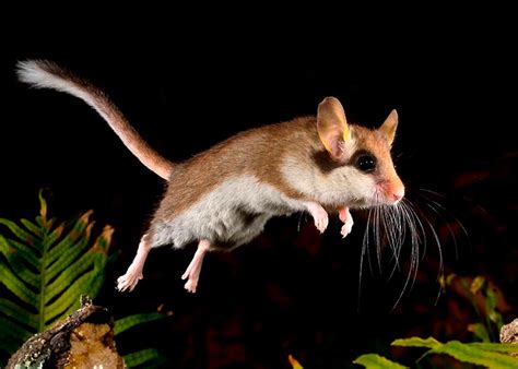 Садовая соня описание чем питается где обитает сколько живет