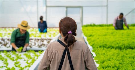 유기농 채소 수경 농장에서 일하는 아시아 여성 농부 여성 수경 샐러드 정원 주인은 온실 농장에서 바구니에 야채를 들고 있습니다