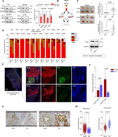Inhibition Of The Proline Metabolism Rate Limiting Enzyme P5cs Allows Proliferation Of Glutamine