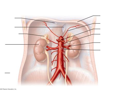 Abdominal Aorta Branches Diagram Quizlet Abdominal Aorta Branches Diagram Quizlet