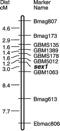 Genetic Map Of Sex1 With Microsatellite Markers Of The Centromeric Download Scientific Diagram