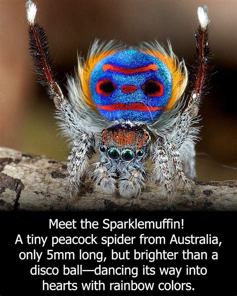 Safari Say Hello To The Sparklemuffin Yes Thats Really Its Name This Stunning Little