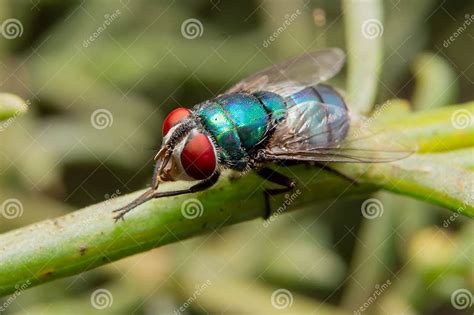 Chrysomya Megacephala Better Known As The Oriental Latrine Fly Or Blue Fly Stock Image Image