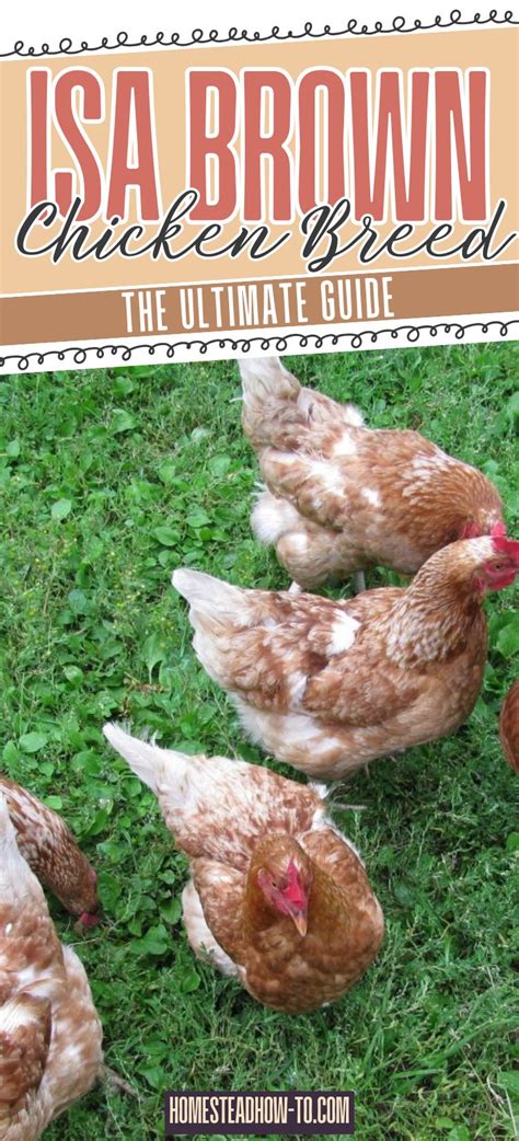 Isa Brown Chicken Breed The Ultimate Guide