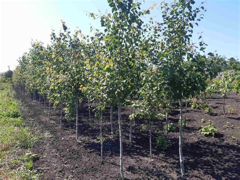 Саженцы осины обыкновенной в Кишиневе Populus Tremula дерево в Молдове Plante Md