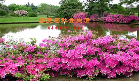 八年级上册物理4、密度与社会生活word文档在线阅读与下载免费文档
