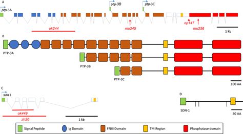 Genomic And Protein Structure Of Ptp 3 And Sdn 1 A Schematic Of The