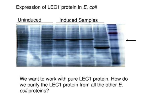 Ppt Purification Of Bioengineered Proteins Powerpoint Presentation