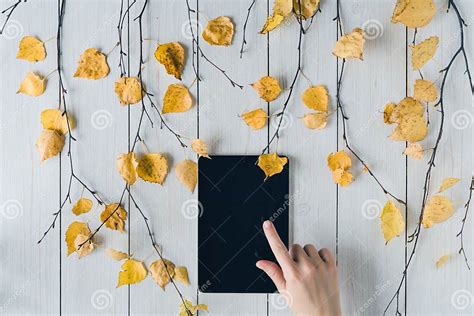 Женщина с ветвями березы таблетки с желтыми листьями на белых ретро деревянных досках Фон