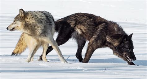 Sex With Russian Wolves From Actionadventuremystery Author Sue Denver