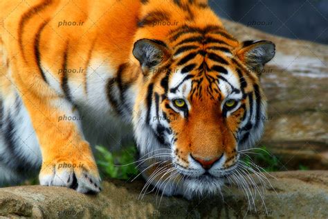 عکس حیوان ببر ایستاده با زمینه صخره عکس با کیفیت و تصاویر استوک حرفه ای