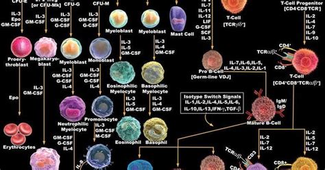 Great Chart From Biolegend Pathway Database Open Large Image Here