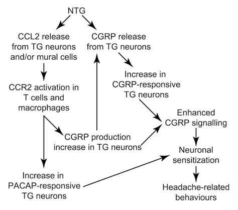 A Neuroimmune Signaling Pathway Drives Chronic Headache Migraine Science Collaborative